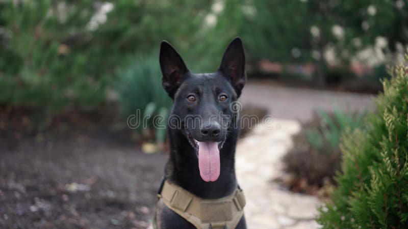 Cute Black Service Dog German Shepherd in Service Collar in the Park ...