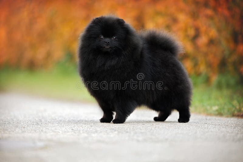 Cute Black Spitz Dog Standing Outdoors in Autumn Stock Photo - Image of ...