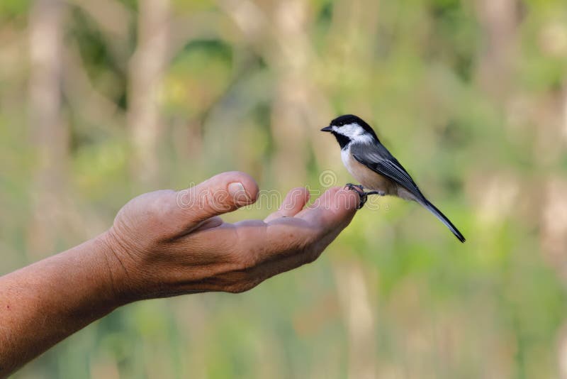 Cute Black and White Bird Perched on the Hand of a Person Stock Photo ...