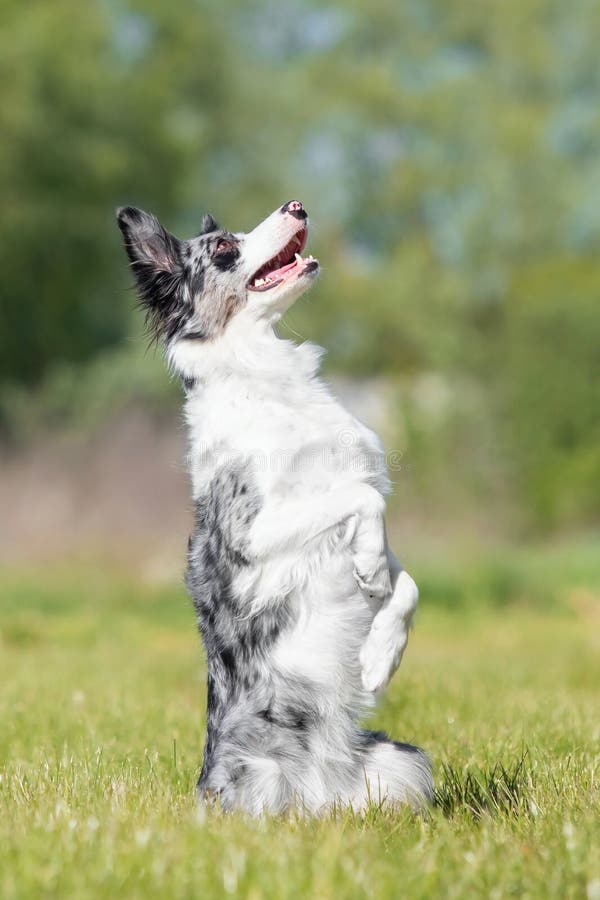 Cute Black and White Border Collie Dog Doing a Standing on Hind Legs ...