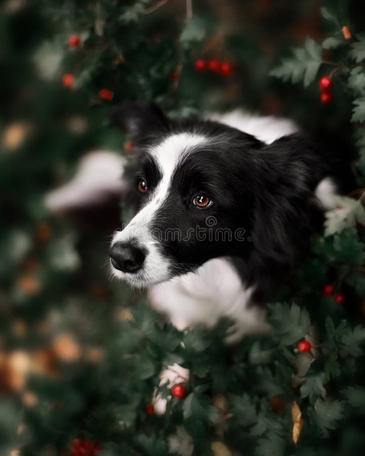 Cute Black White Border Collie Stock Photo - Image of collie, breed ...