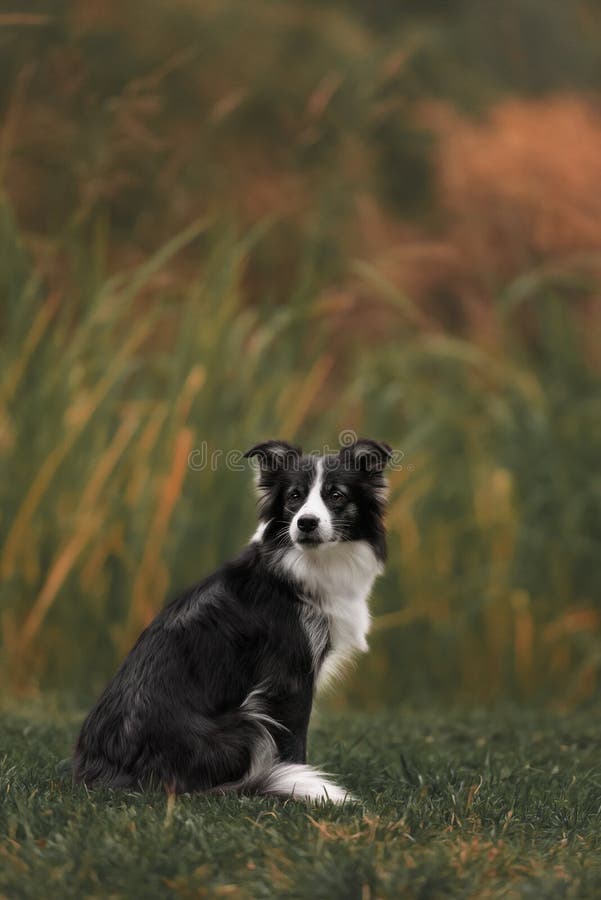 Cute Black White Border Collie Stock Photo - Image of happy, active ...