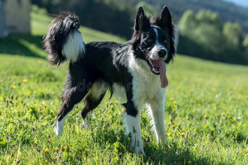 Cute Black and White Border Collie Puppy in the Mountain on Andorra ...