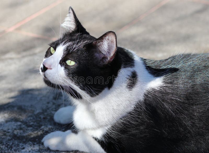 Cute black and white cat stock image. Image of black - 151366107