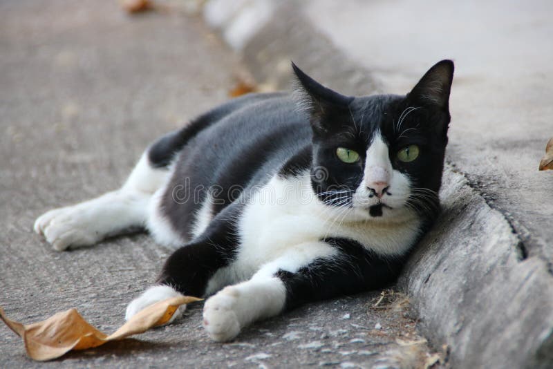 Cute black and white cat stock photo. Image of close - 89207062