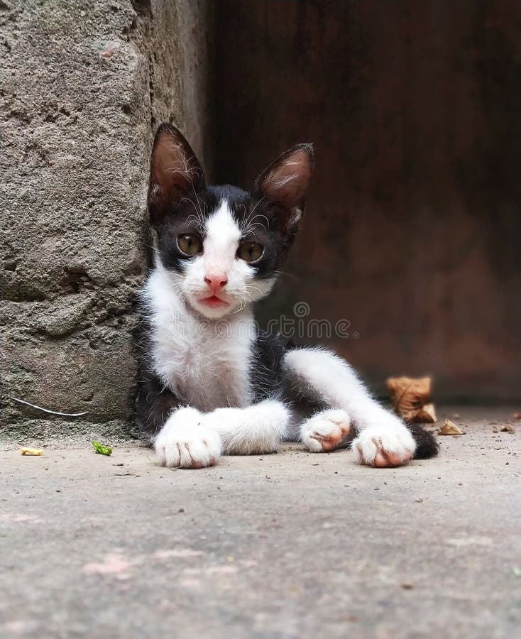 Cute black and white cat stock photo. Image of white - 123387832