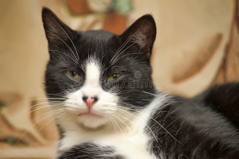 Cute black with white cat stock image. Image of mammal - 178662003