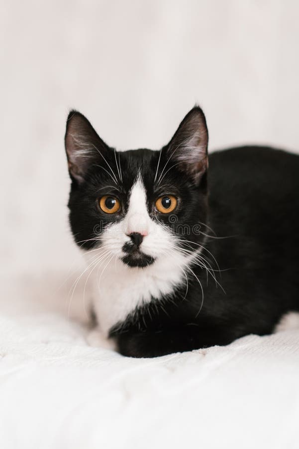 Cute Black and White Cat Looking at the Camera in Bed Stock Image ...