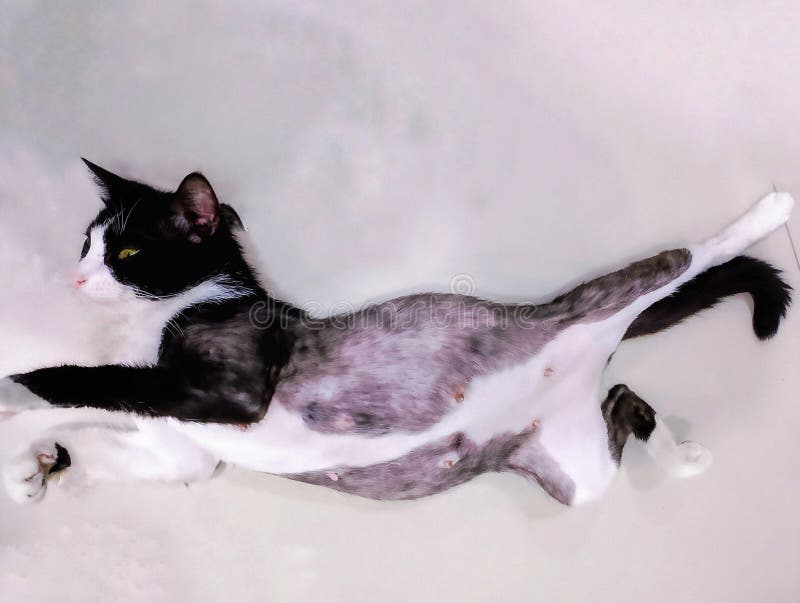 Black and White Cat Rolling on Its Back on the Floor. Stock Photo ...