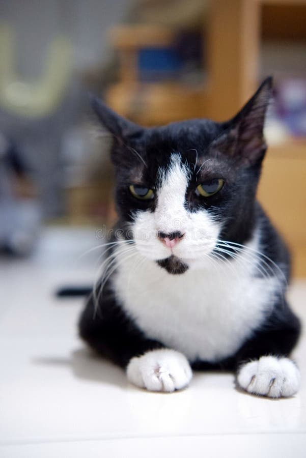 A Cute Black White Cat Sitting on the Floor in a Room Stock Photo ... A Cute Black White Cat Sitting on the Floor in a Room Stock Photo ...