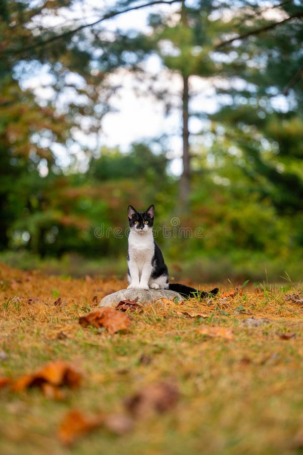 Cute Black and White Cat Sitting on a Rock Stock Image - Image of ...