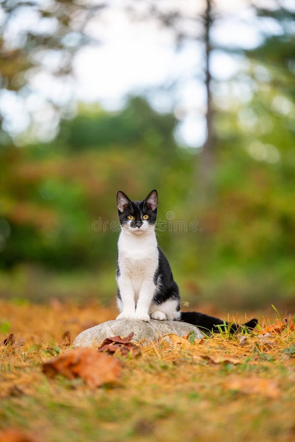 Cute Black and White Cat Sitting on a Rock Stock Image - Image of cute ...