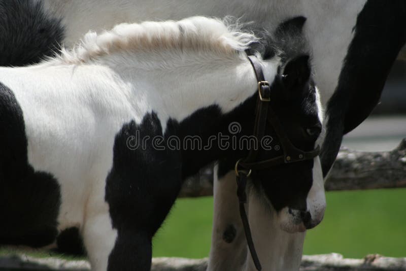 Cute Black and White Foal stock photo. Image of animals - 137812106