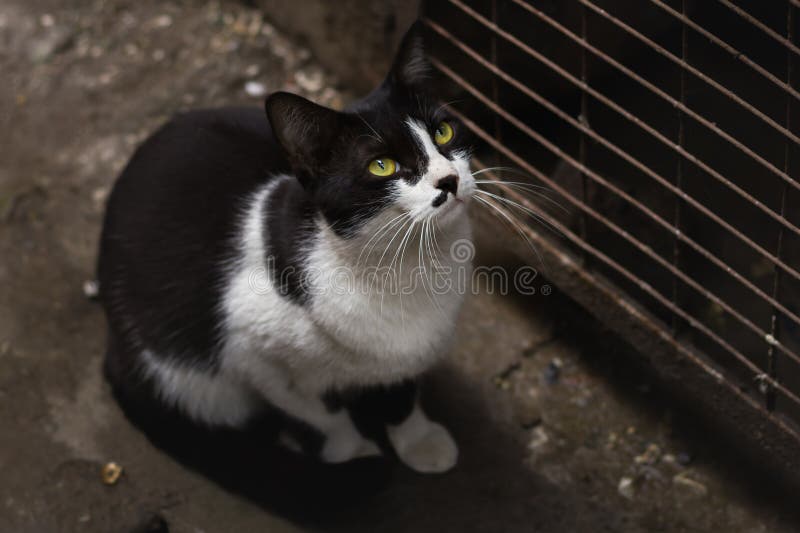 Cute Black and White Kitten Cat Looking Curiously Stock Image - Image ...