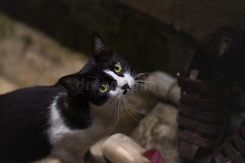 Cute Black and White Kitten Cat Looking Curiously Stock Image - Image ...