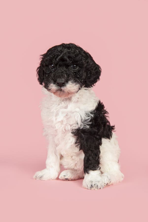 1,576 White Labradoodle Stock Photos - Free & Royalty-Free Stock Photos ...