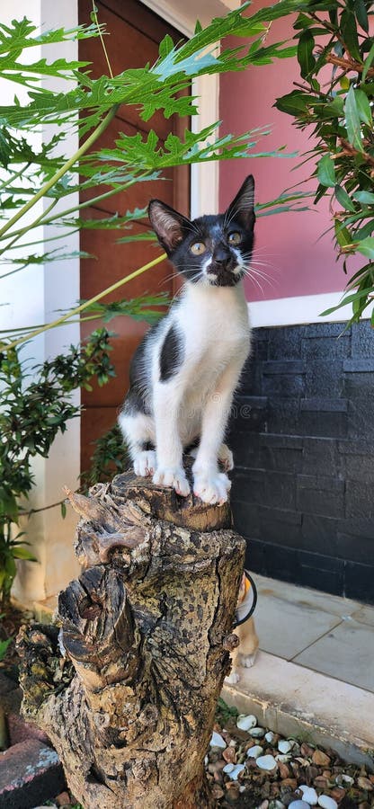 Kitten Simba Stock Photos - Free & Royalty-Free Stock Photos from ...