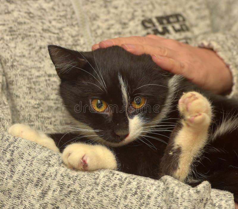 Black and White Short-haired Cat in the Hands Stock Photo - Image of ...