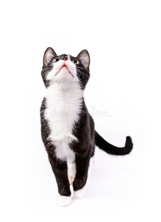 Cute Tuxedo Kitten Looking Up Isolated on White Stock Photo - Image of ...