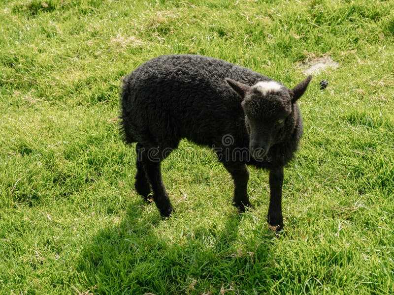 Cute Black Wool Sheep with White Spot on Its Head on Fresh Green Grass ...
