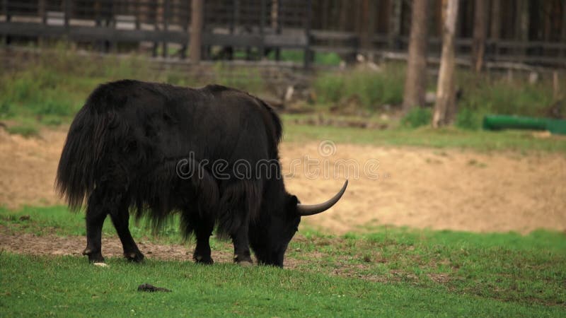 Cute Black Yak in the Green Field Stock Video - Video of himalaya ...