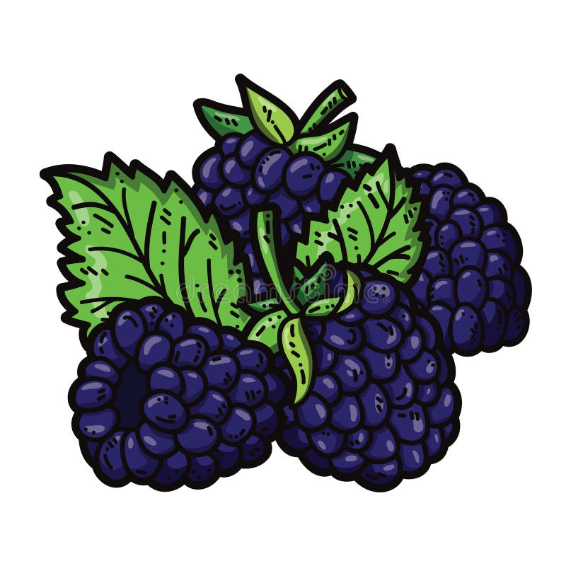 Cute blackberries. stock vector. Illustration of hand - 53075879