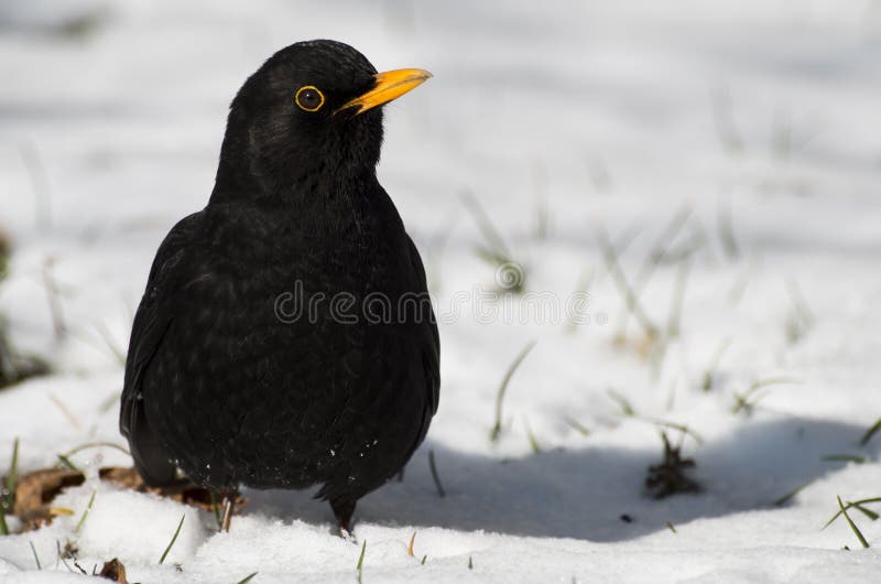Blackbird stock photo. Image of shiny, nature, january - 29897292