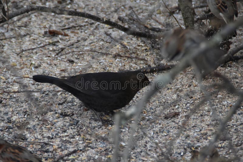 A Blackkbird Under a Bush stock photo. Image of wing - 356885888
