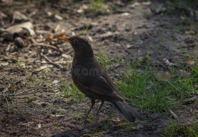 Cute Blackbird Wildlife Turdus Merula. Stock Photo - Image of black ...