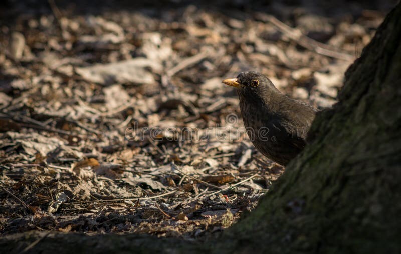 Cute Blackbird Wildlife Turdus Merula. Stock Photo - Image of ...