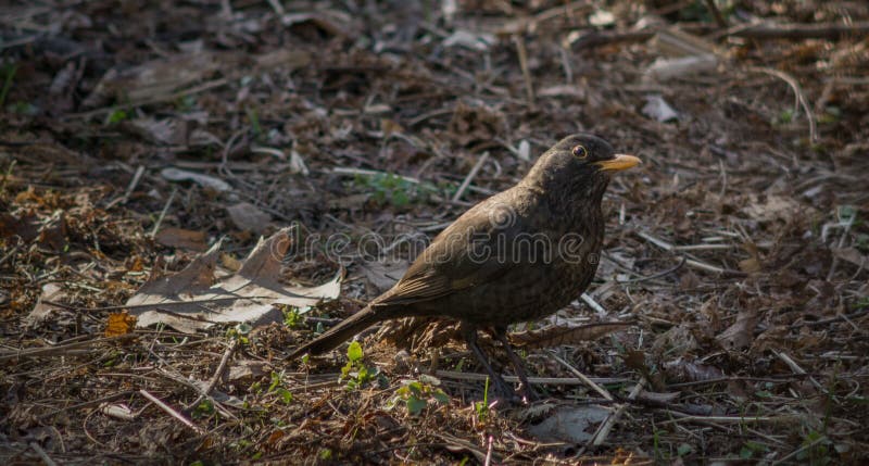 Cute Blackbird Wildlife Turdus Merula. Stock Photo - Image of turdus ...