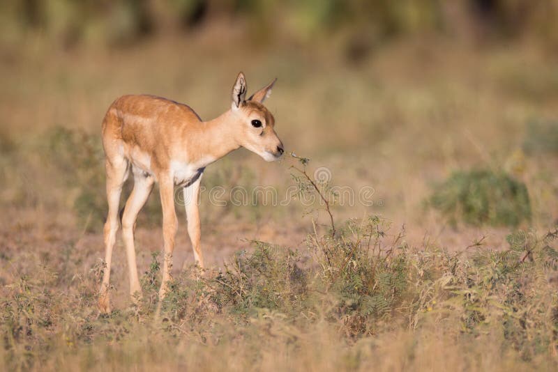 Baby Blackbuck Antelope (Antilope Cervicapra) Stock Photo - Image of ...