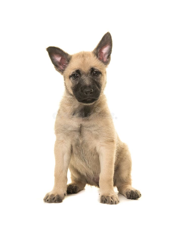 Cute Blond Dutch Shepherd Puppy Stock Photos - Free & Royalty-Free ...