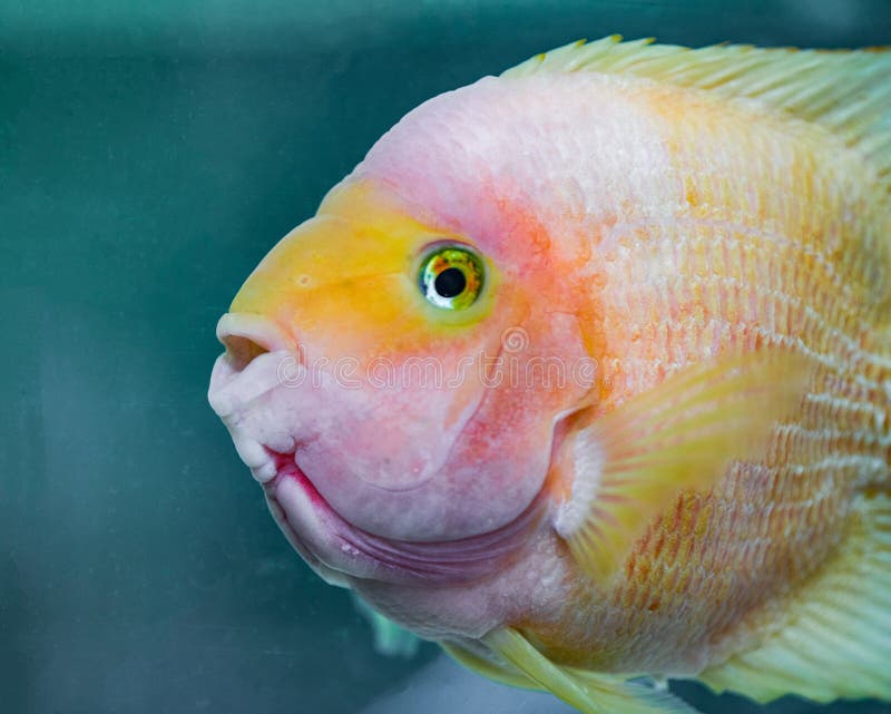 A Cute Blood Parrot Fortune Fish Stock Photo - Image of blood, coral ...