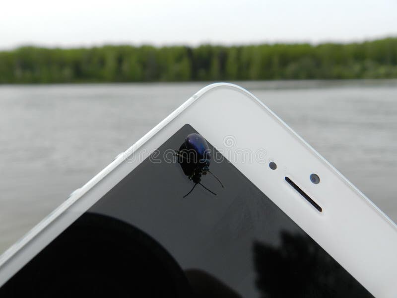 A Cute Bug Walking on the Phone Stock Image - Image of pirogovo, water ...