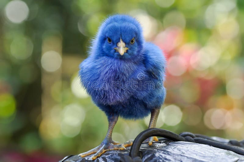 Cute Blue Chicks with Bokeh Background Stock Photo - Image of cute ...