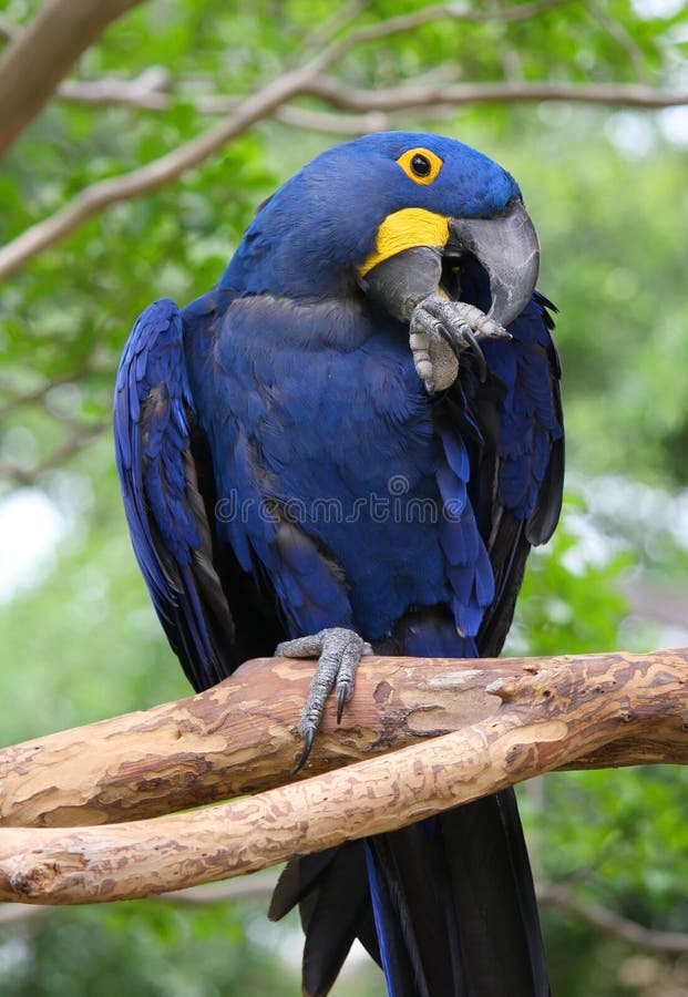 Cute blue parrot stock image. Image of bird, funny, birds - 24816187