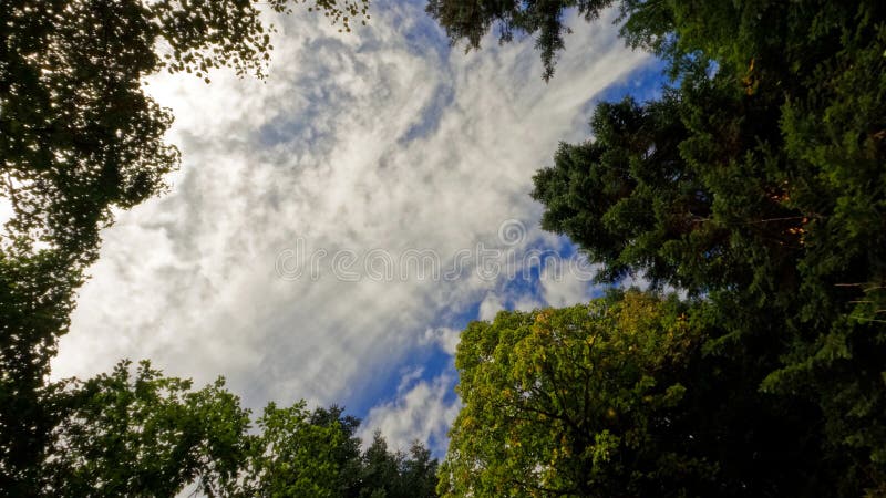 Cute Blue Sky with Clouds, Big Greenery Branches, View from Below ...