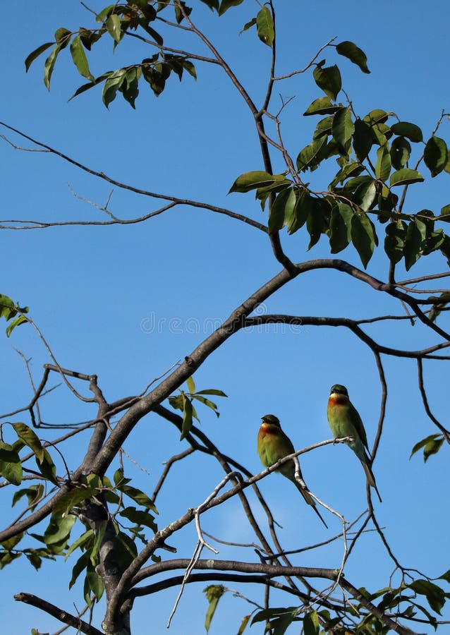 Blue Tail Bee Eater Bird on Tree Branch Stock Image - Image of leaf ...