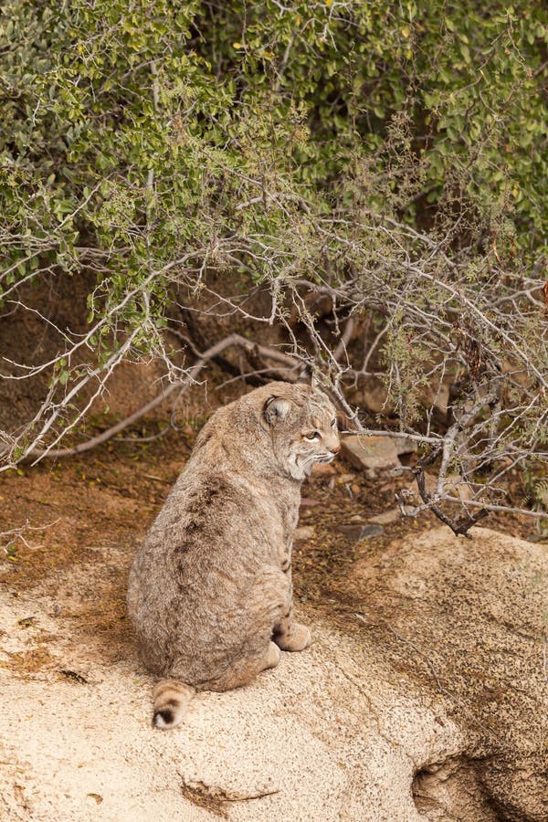 Cute Bobcat stock image. Image of predator, hunter, mammal - 69788401