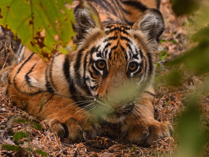 Cute and Bold Tiger Cub stock image. Image of bold, jungle - 206809915