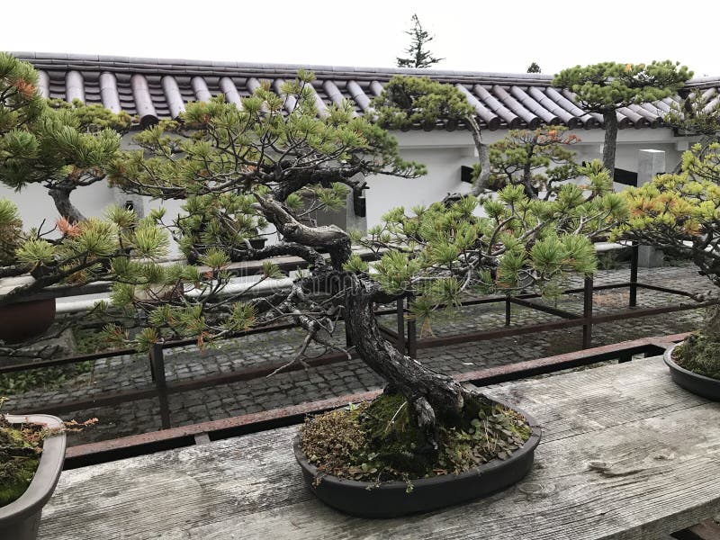 Cute Bonsai trees. stock photo. Image of bonsai, cute - 107365022