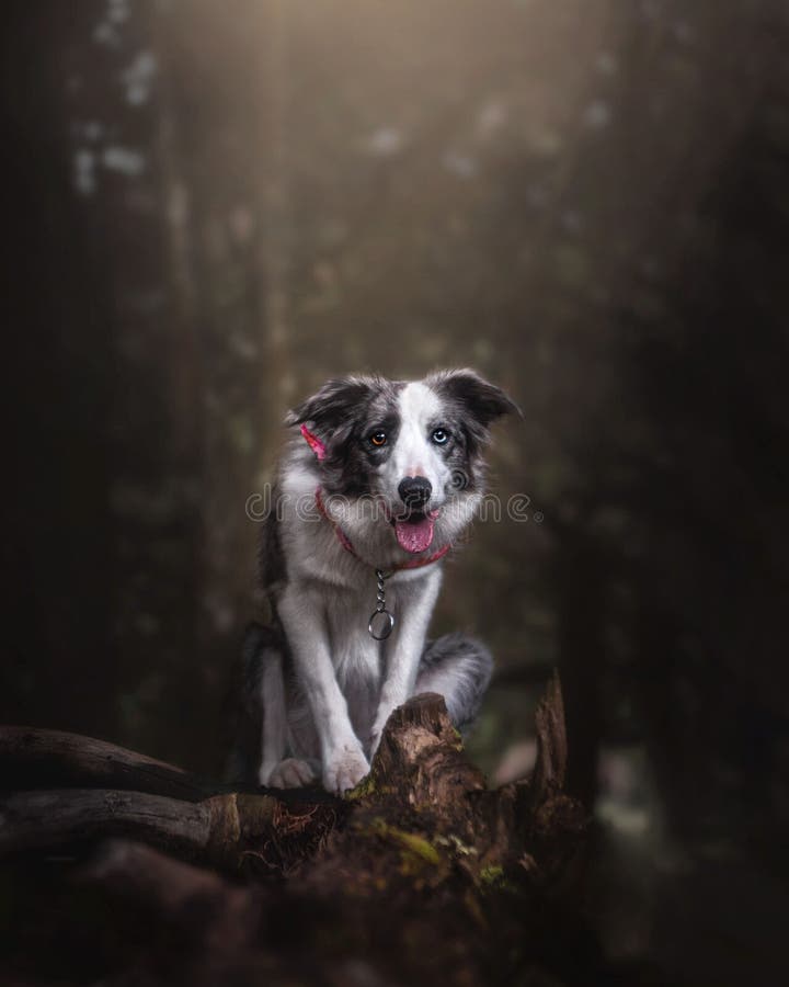Cute Border Collie Dog in the Forest. Stock Image - Image of face ...