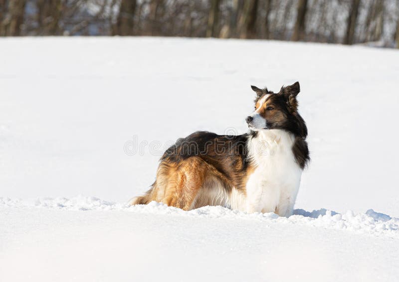 Cute Border Collie Dog Standing on Snow Stock Image - Image of season ...