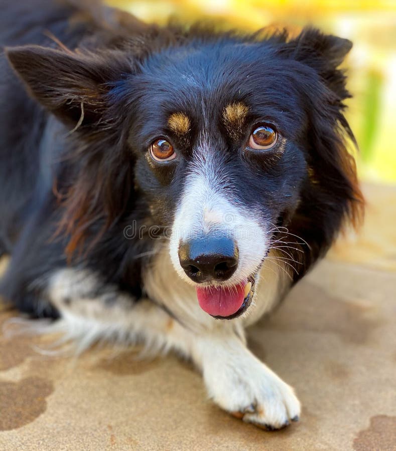 Cute border collie stock photo. Image of mouth, behavior - 177954678