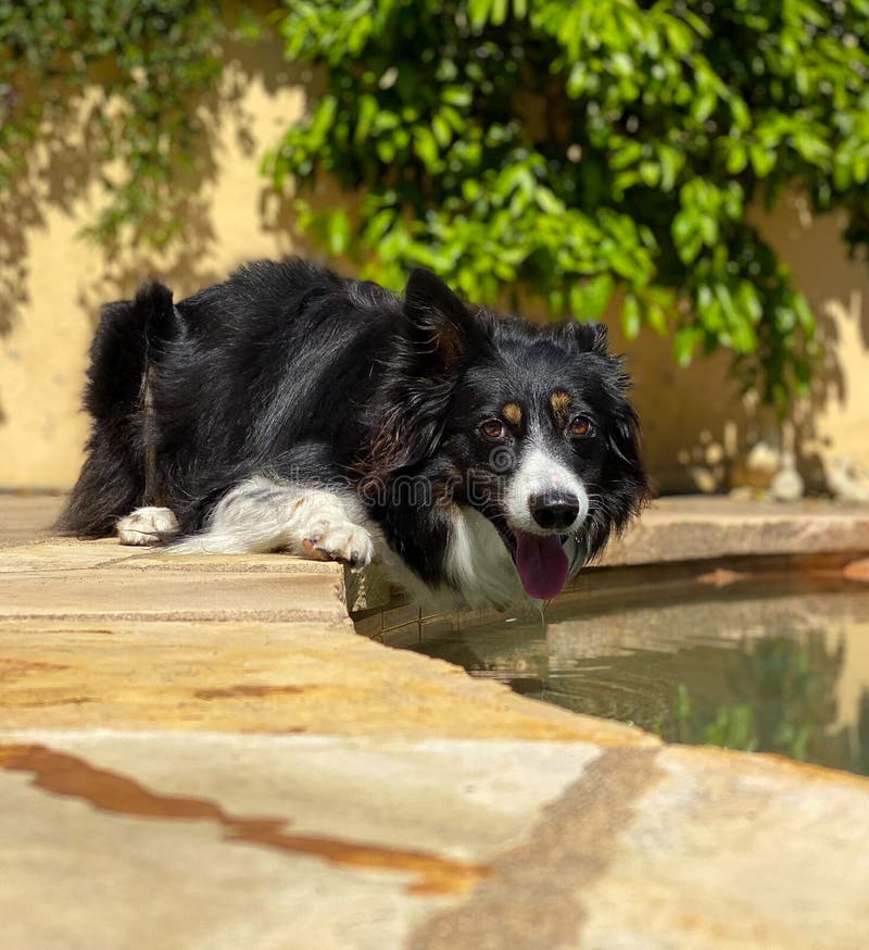 Cute Border Collie Poolside Stock Photo - Image of lying, poolside ...