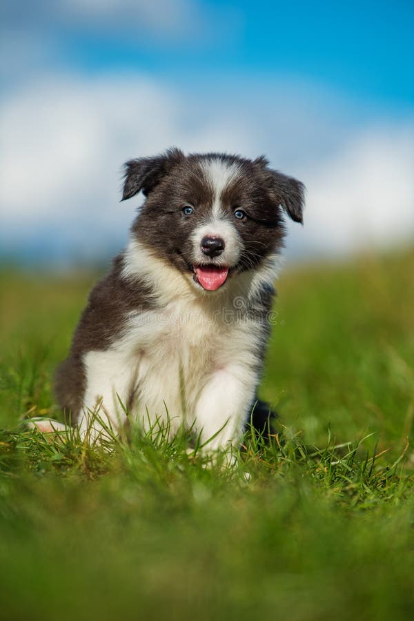 Cute Border Collie Puppy in a Meadow Stock Photo - Image of camera ...