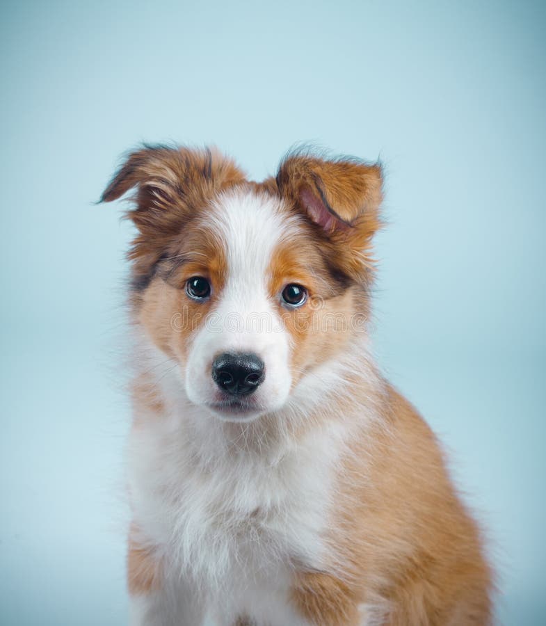 Cute border collie puppy stock photo. Image of pedigree - 51001996