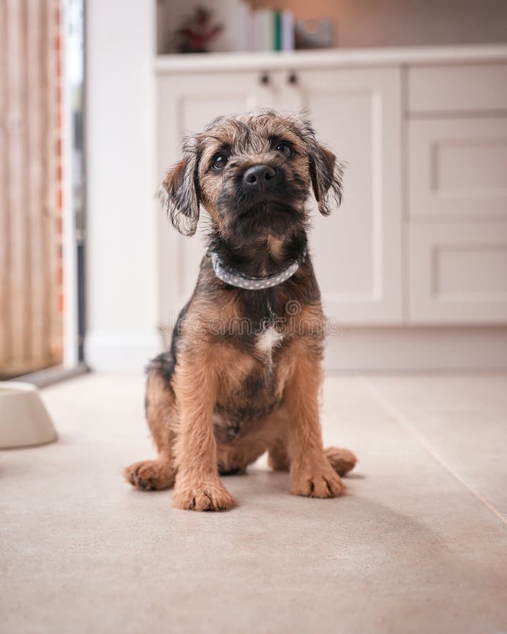 Cute Border Terrier Puppy Sitting on Kitchen Floor at Home Stock Photo ...