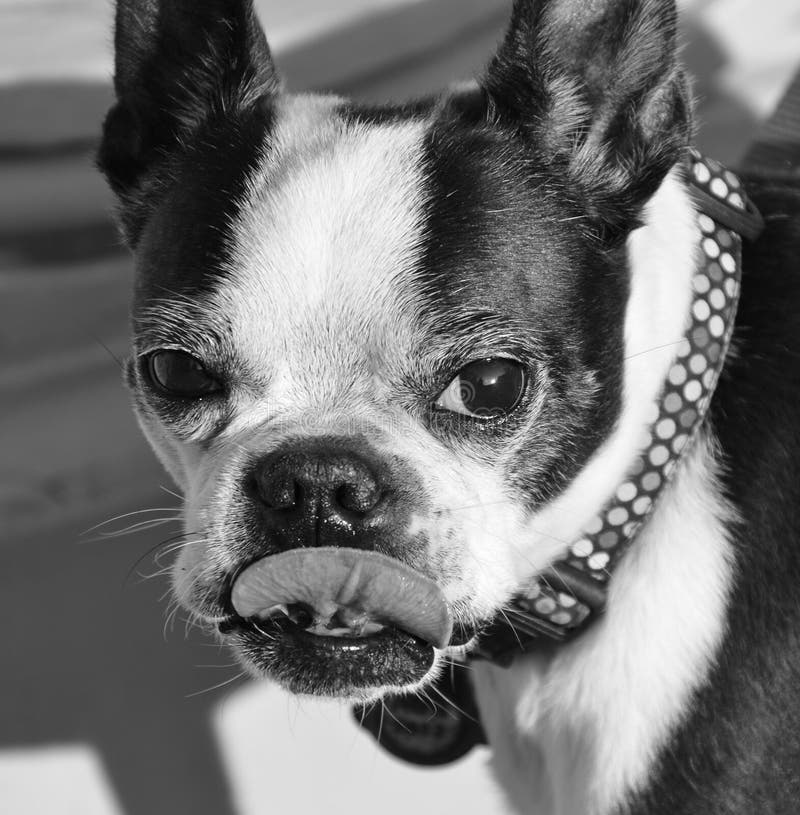 Cute Boston Terrier Smiling Up at Camera Stock Image - Image of breed ...